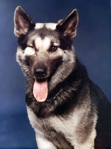 Nemo A534: The Heroic War Dog